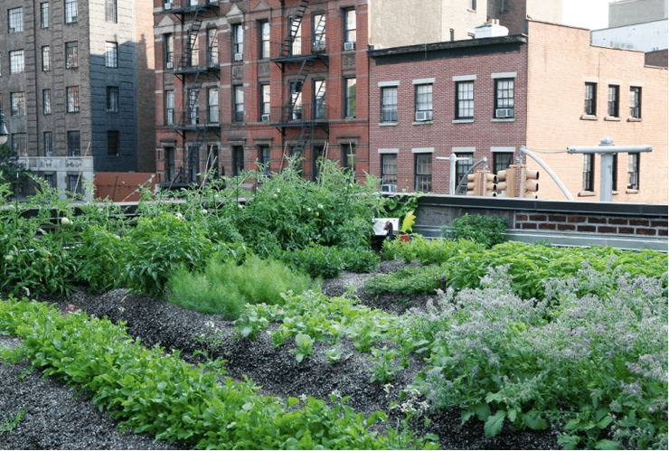 Rooftop Farms in Our Neighborhoods: It is Officially “A Movement ...