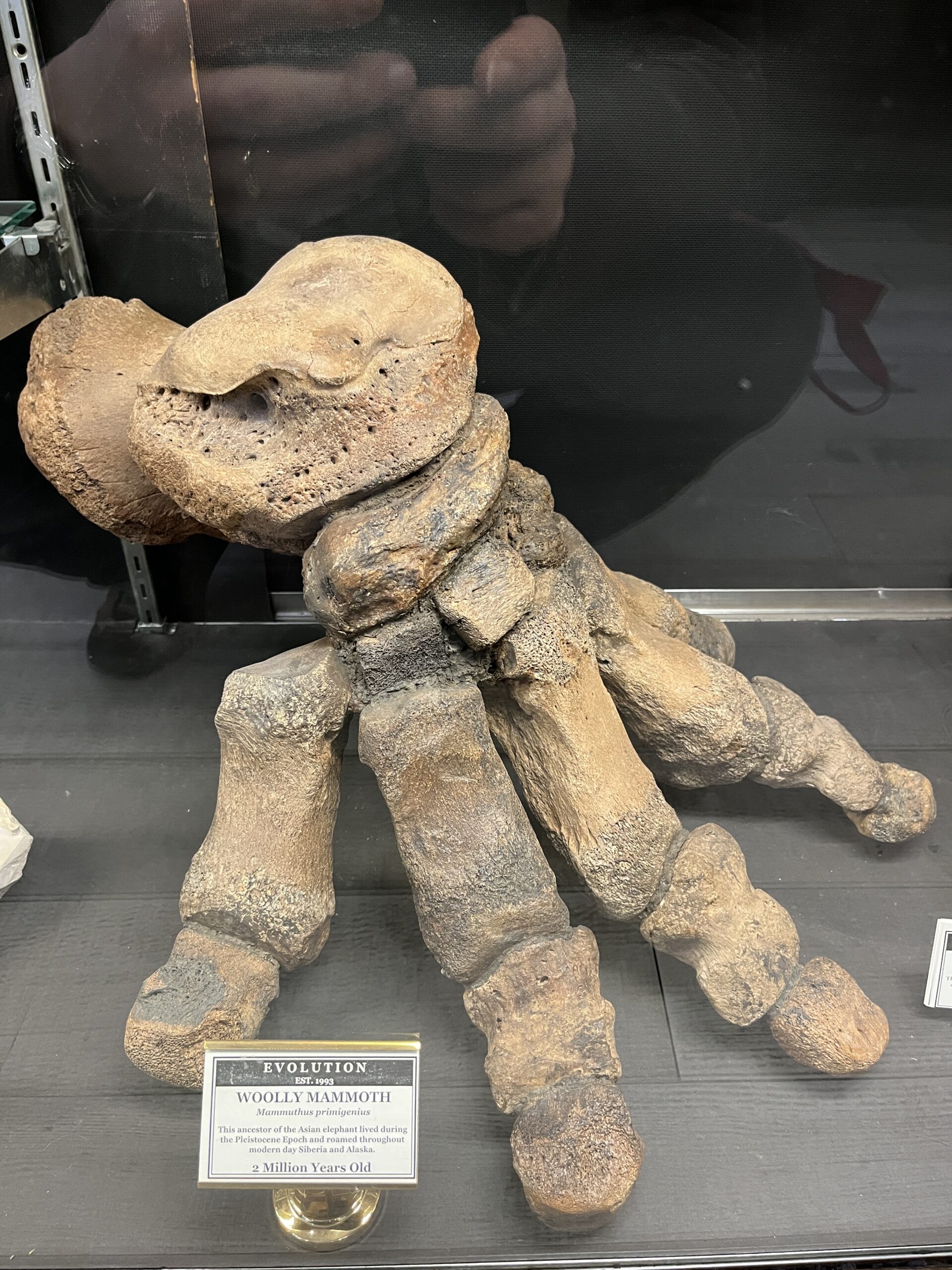 Business of the Month: The Evolution Store, 687 Broadway - Village ...