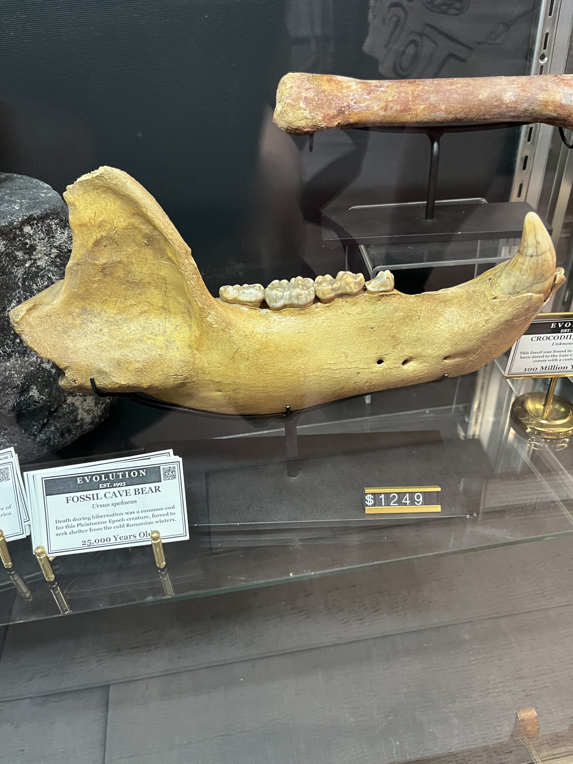 Business of the Month: The Evolution Store, 687 Broadway - Village ...