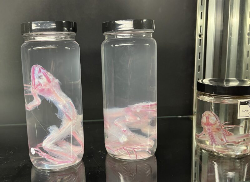 Business of the Month: The Evolution Store, 687 Broadway - Village ...